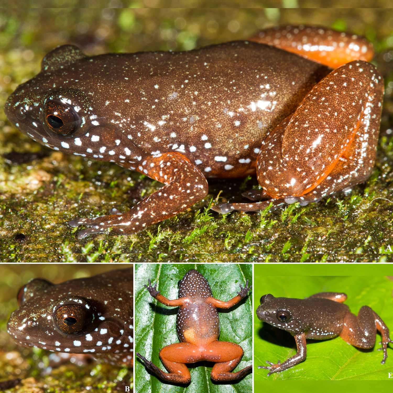 Species New to Science: [Herpetology • 2019] Astrobatrachus kurichiyana ...