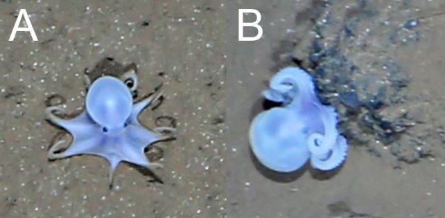 Sciency Thoughts: Brooding behaviour in deep sea Incirrate Octopus.
