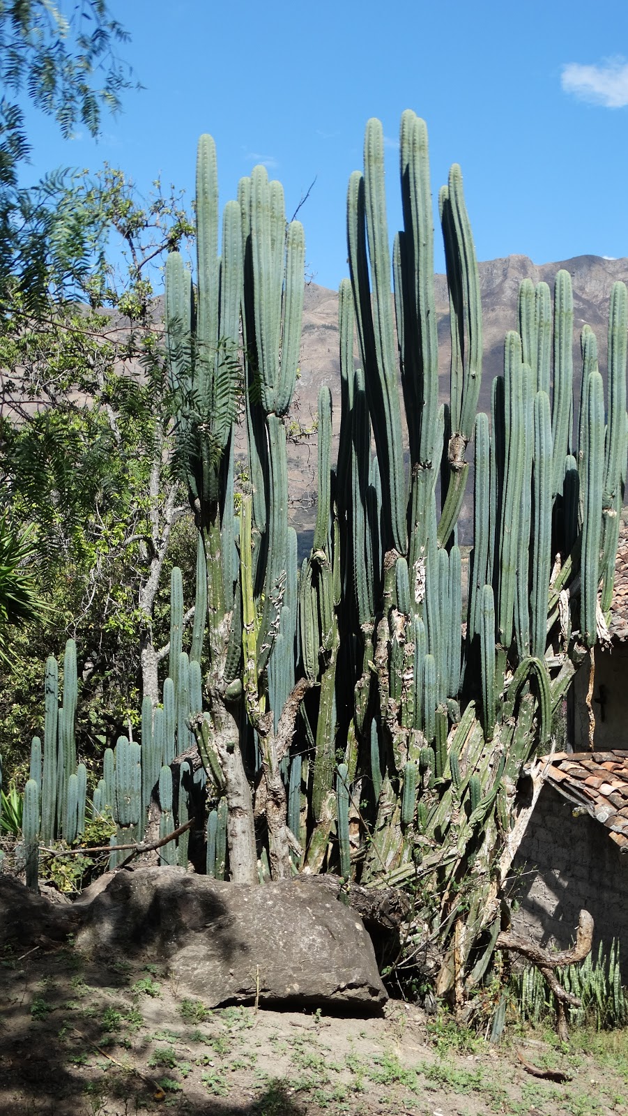 Wachuma: the San Pedro Cactus of Loja Ecuador