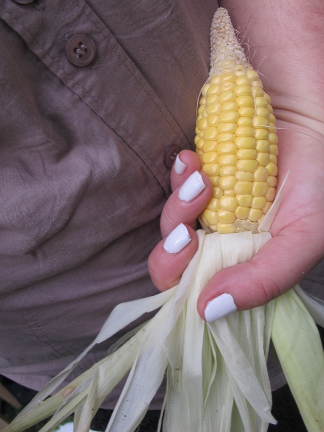 Moois van ' M(i)e': In mijn tuintje: mais van eigen kweek