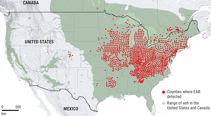 The Rural Blog: Researchers ask for help in finding ash trees that beat ...
