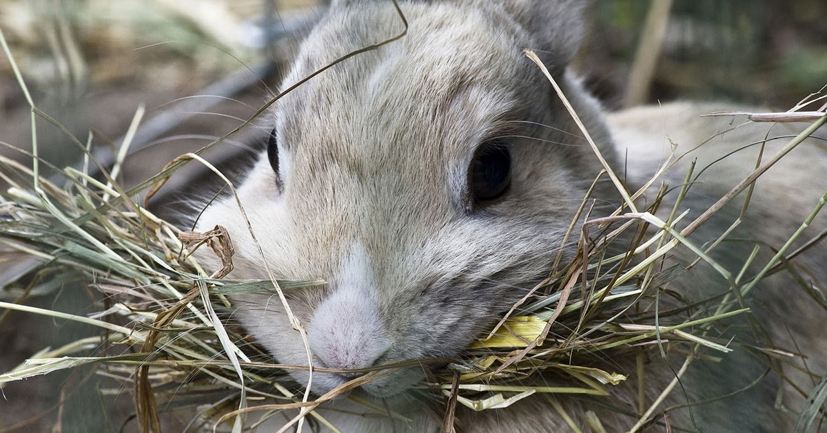 Bien choisir le foin (rongeurs et lapins) 🌿