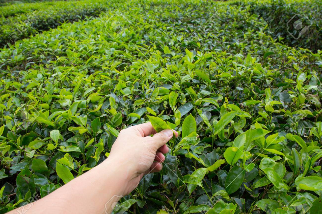 TEA PROCESSING STEPS