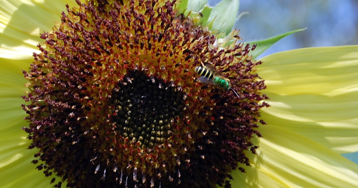 Polymath at Large: Getting to know bees