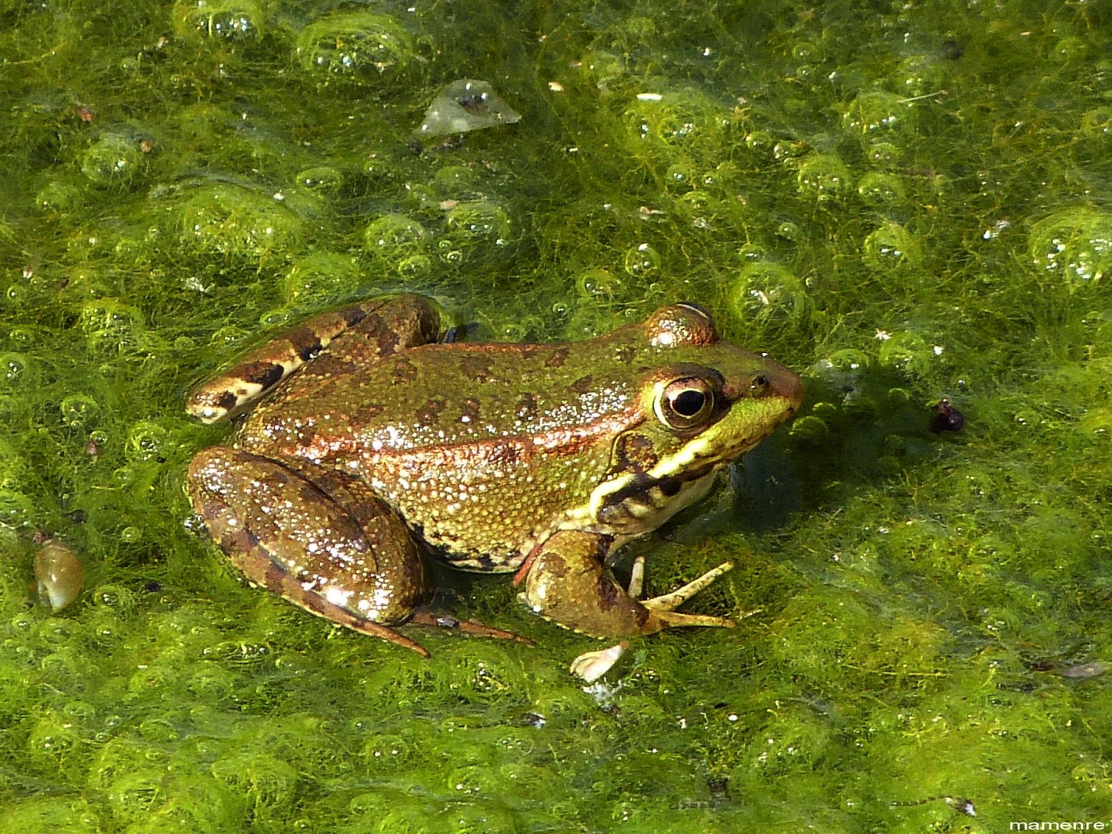 urruneando...: mayo 2013