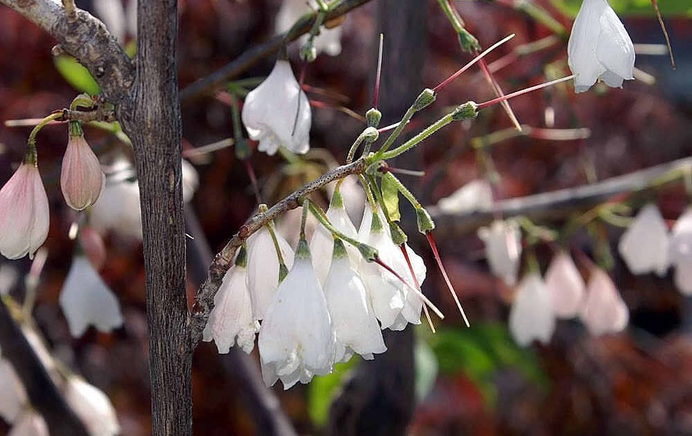 आयुर्वेद के फायदे
