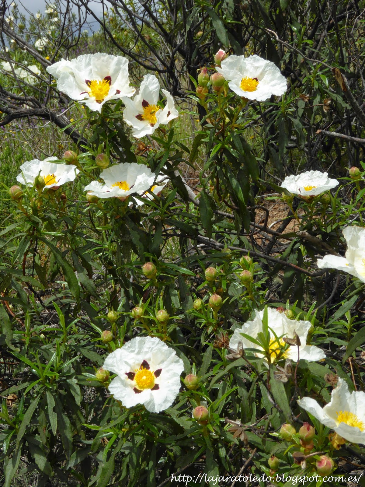 La Jara, surco y senda: Puerto de San Vicente y III: Un paseo al Molino