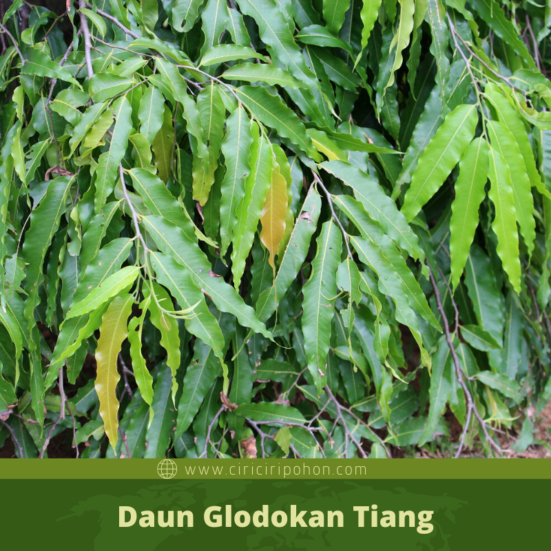 Ciri Ciri Pohon Glodokan Tiang (Polyalthia longifolia) Di Alam Liar ...