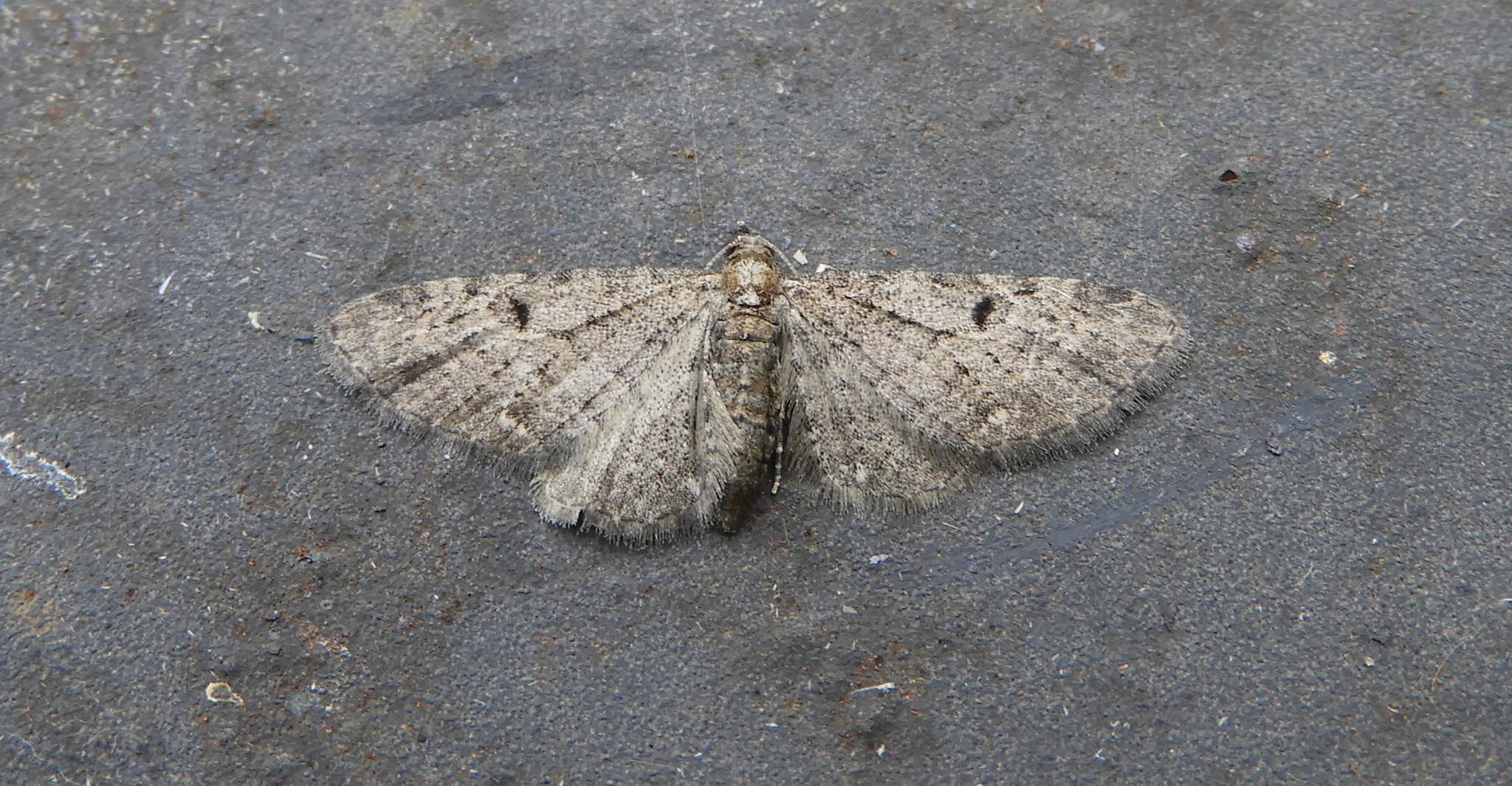 birdingexmouth: Golden-rod Pug