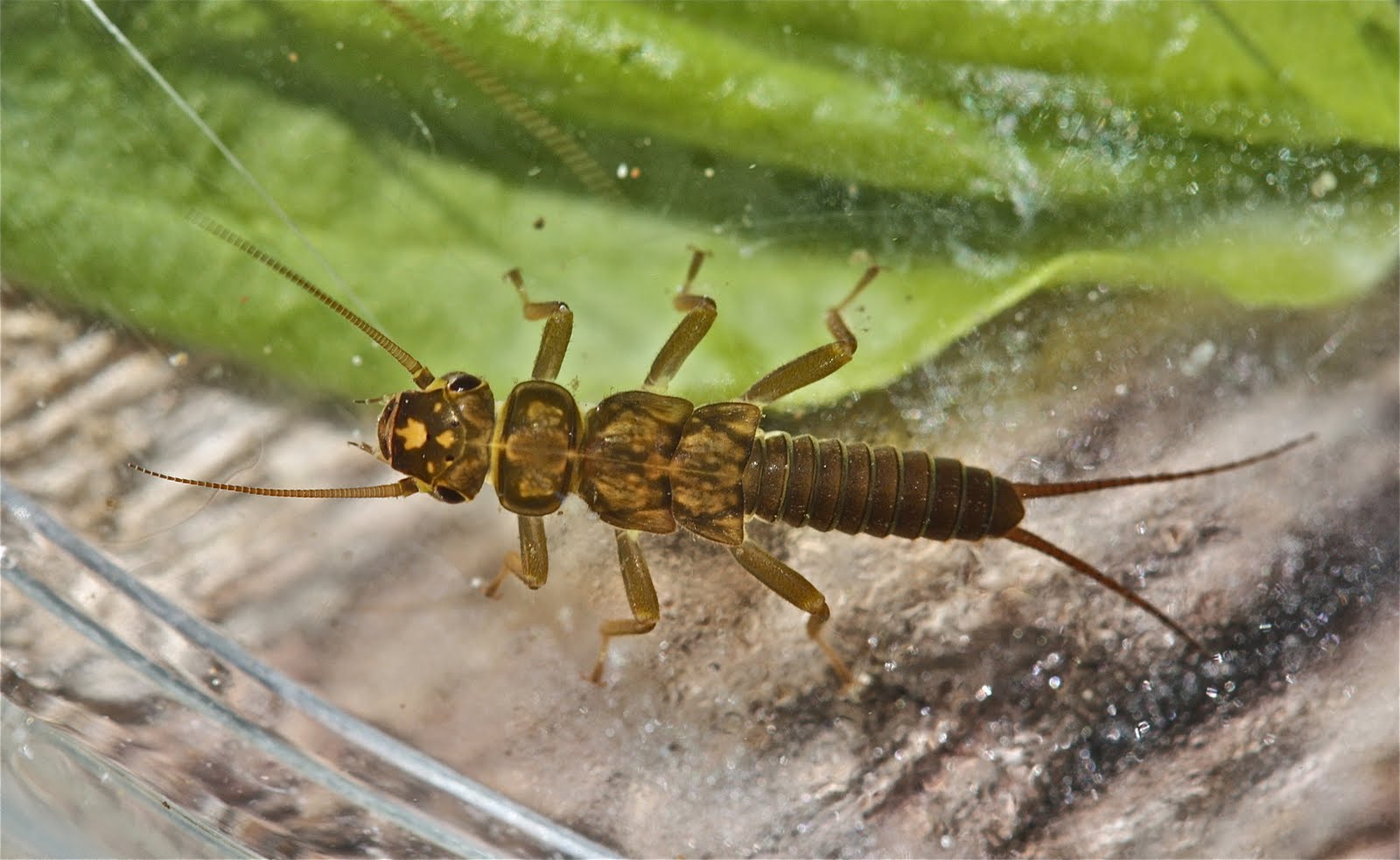 Aquatic Insects of Central Virginia: Exhilaration and Frustration: A ...