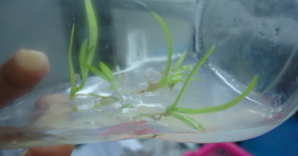 Kultur Jaringan: OVERPLANTING BIBIT ANGGREK