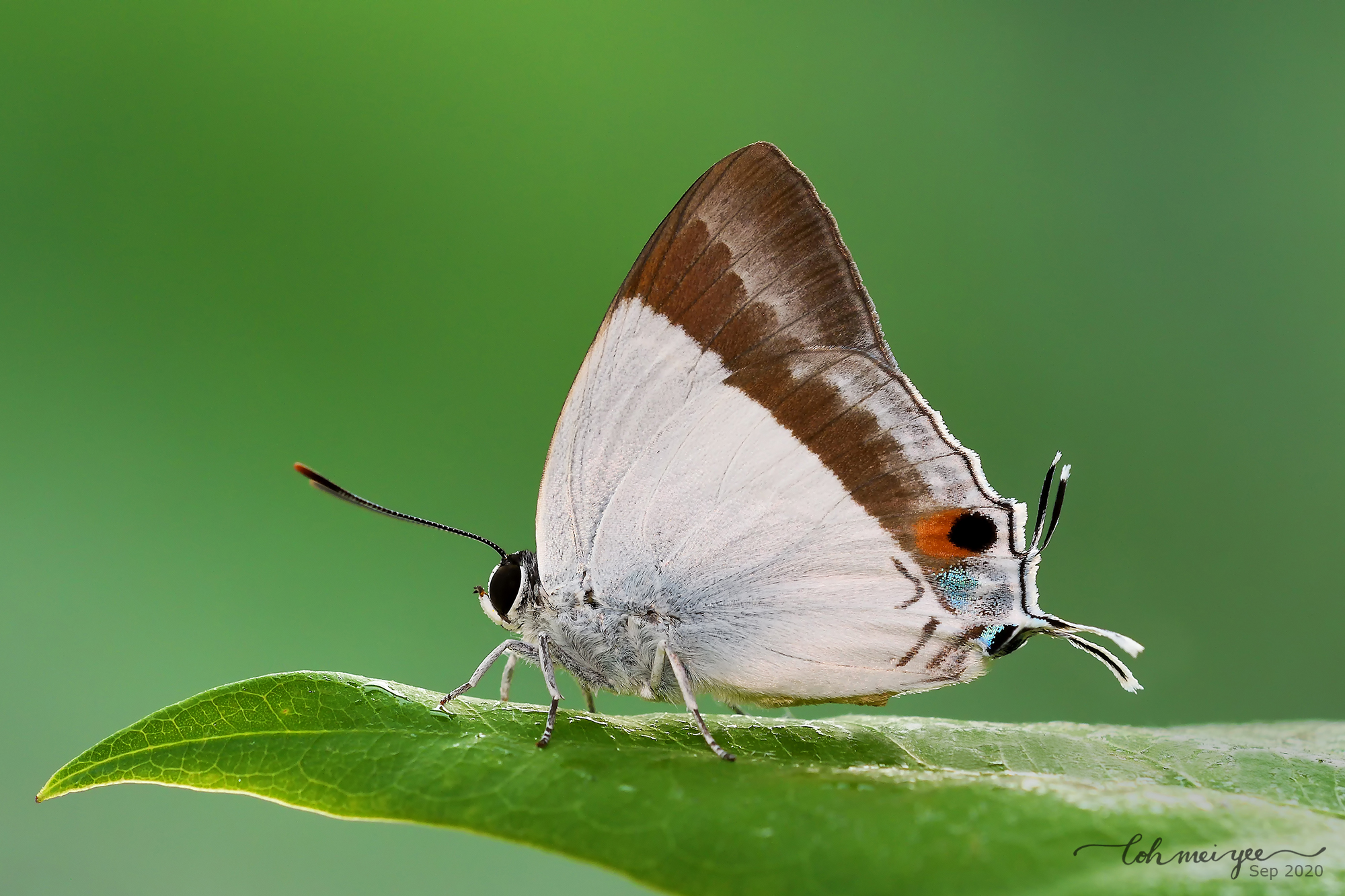 Butterflies of Singapore: Life History of the Banded Royal