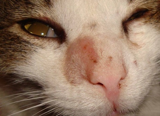 Klinik Hewan Bogor drh.Anastasia Narani: Kenali Penyakit Kulit pada Kucing