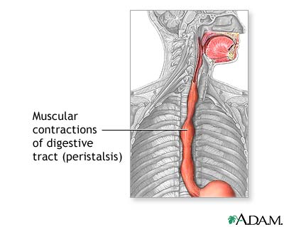 Digestive System: The Digestive System