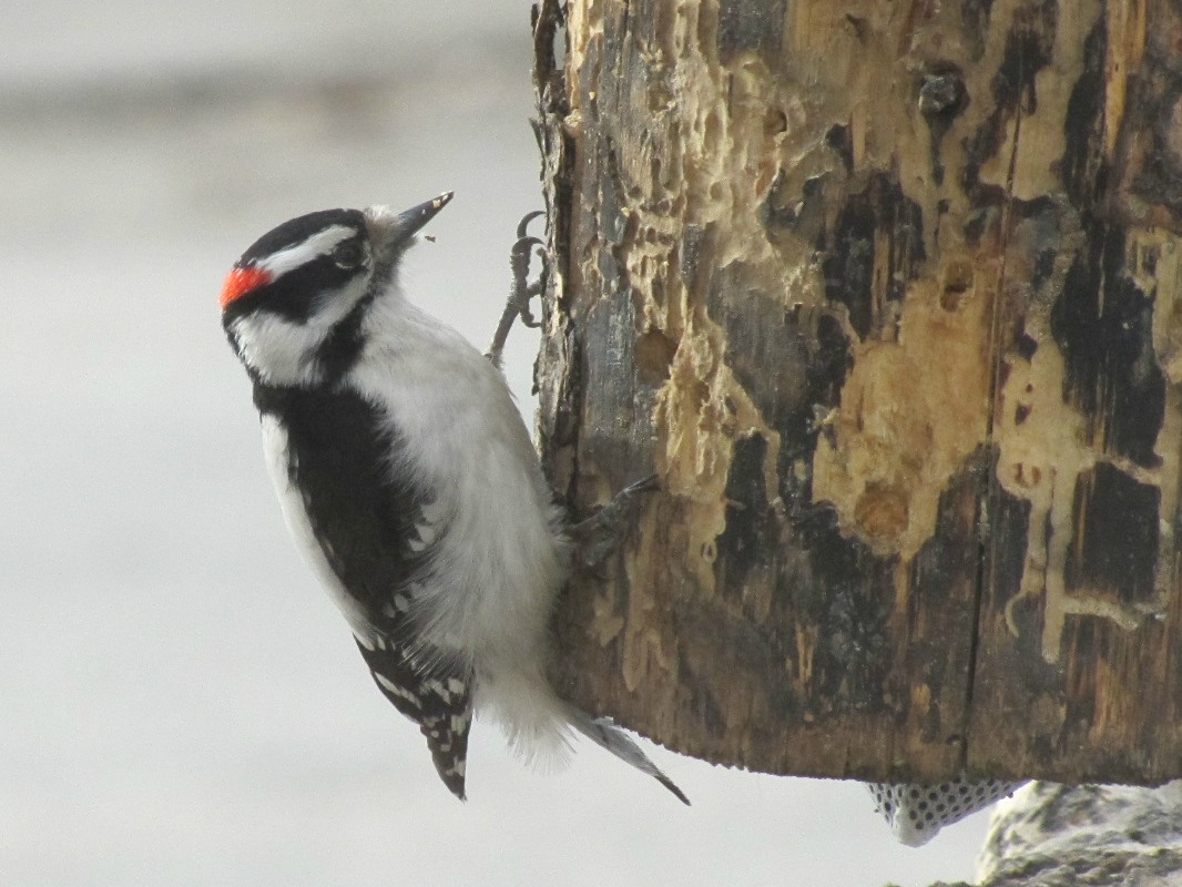 Birding Is Fun!: Bird Feeding On A Budget