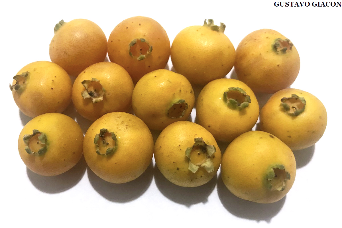 Viveiro Ciprest - Plantas Nativas e Exóticas: Guabiroba Amarela do ...