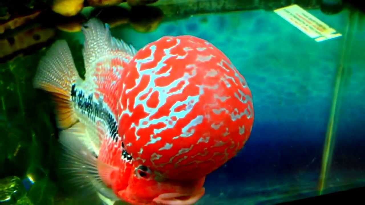 Journey Of Flowerhorn (Louhan): Jenong Itu Turun Temurun