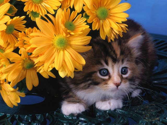 Imagenes de gatos con flores - Imagui