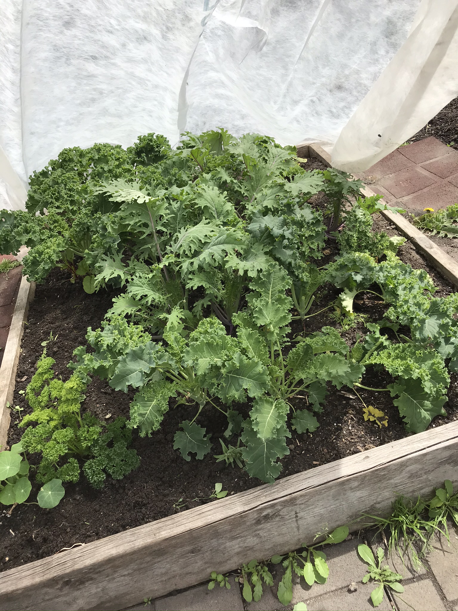 Backyard Garden : Consider Kale