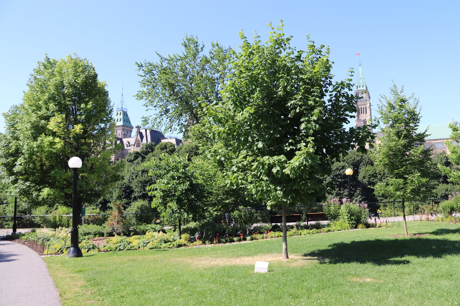 Memorials in Ottawa: Candian Maple Tree Maple Tree