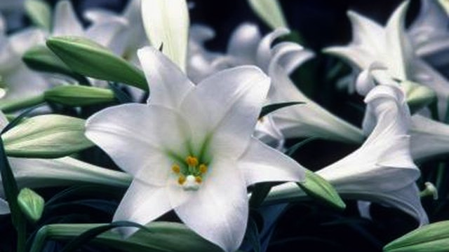 Flowers in Hunter's Dream | Bloodborne Wiki