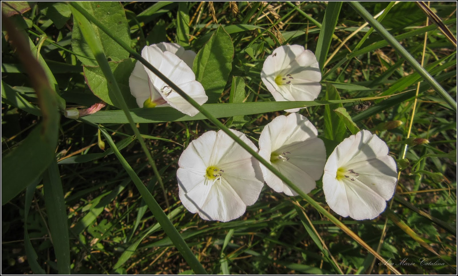 Lumea văzută din Turda: Volbură, rochița-rândunicii (Convolvulus ...
