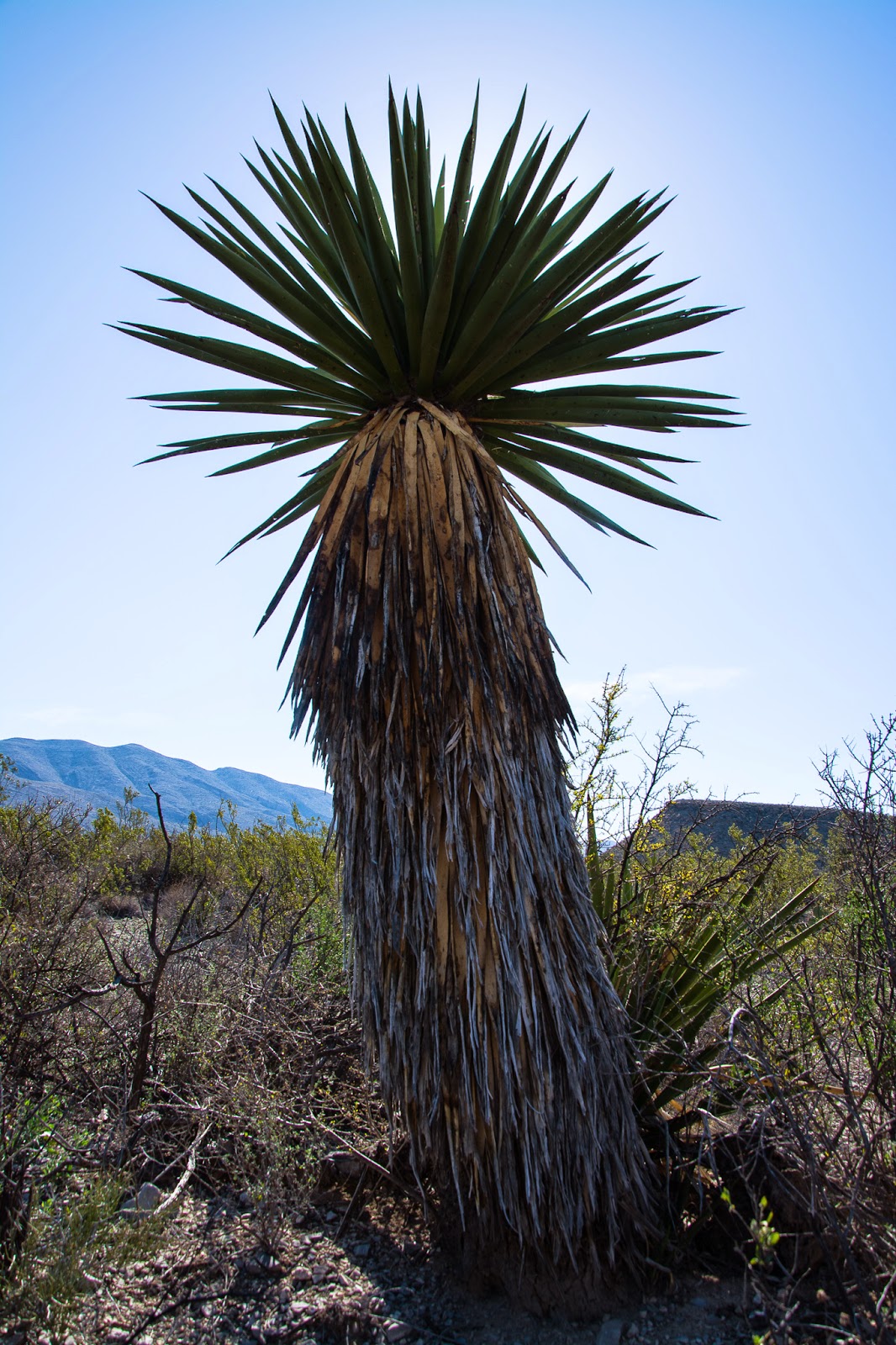 A Tree Falling: Big Bend National Park: Dagger Flat Auto Trail
