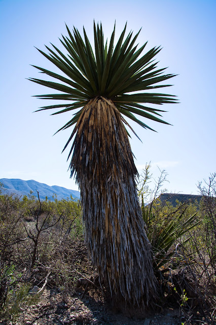 A Tree Falling: Big Bend National Park: Dagger Flat Auto Trail