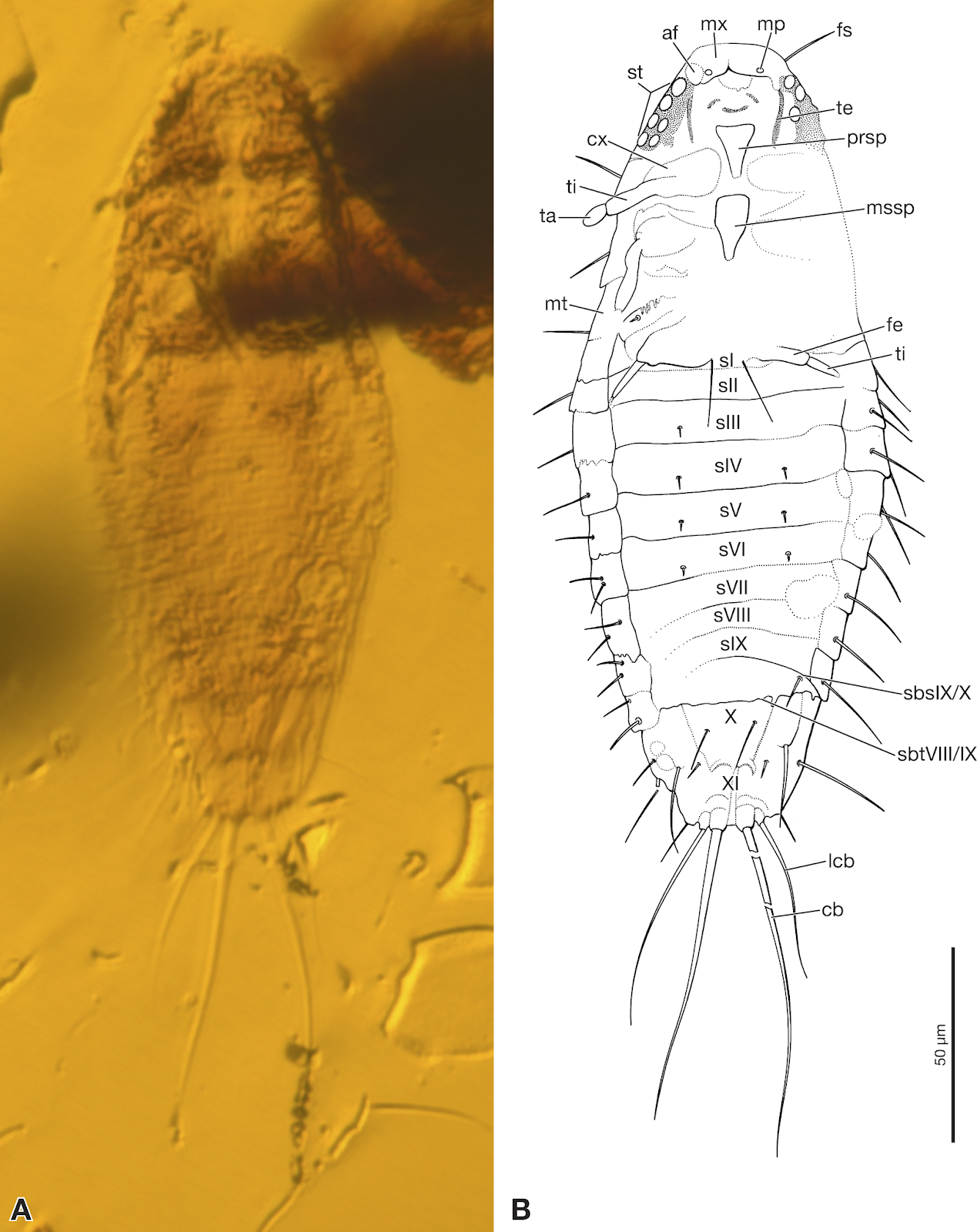 Sciency Thoughts: Strepsiptera: A larval Twisted-wing Insect from ...