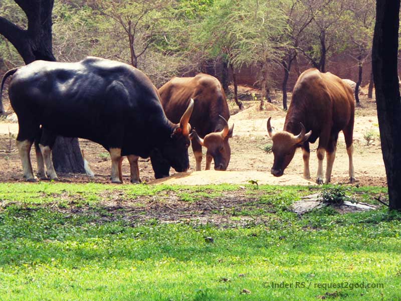 All about Gaurs, American Bison, Cape Buffalo and Asiatic Water Buffalo ...