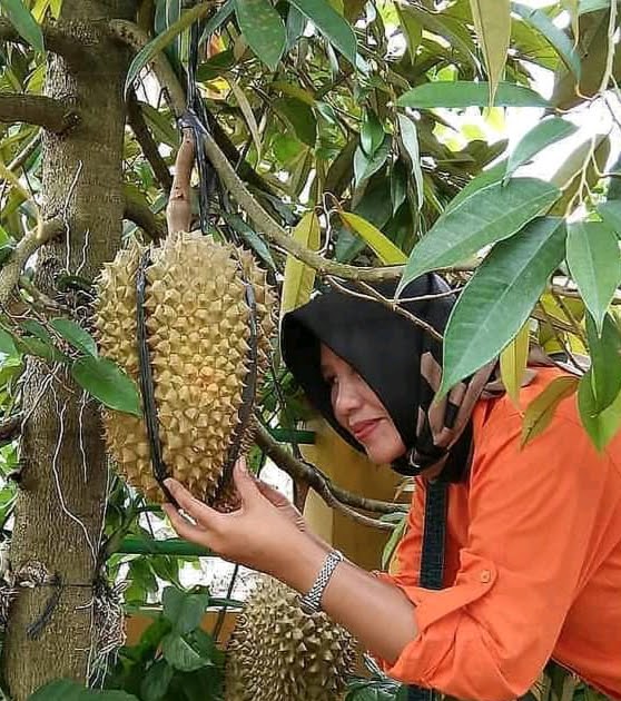 Cara Agar Pohon Durian Berbuah Cepat dalam Setahun - IDNFARMERS