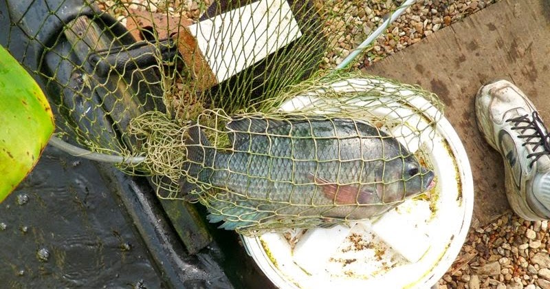 Tilapia Broodstock: Blue Tilapia Broodstock