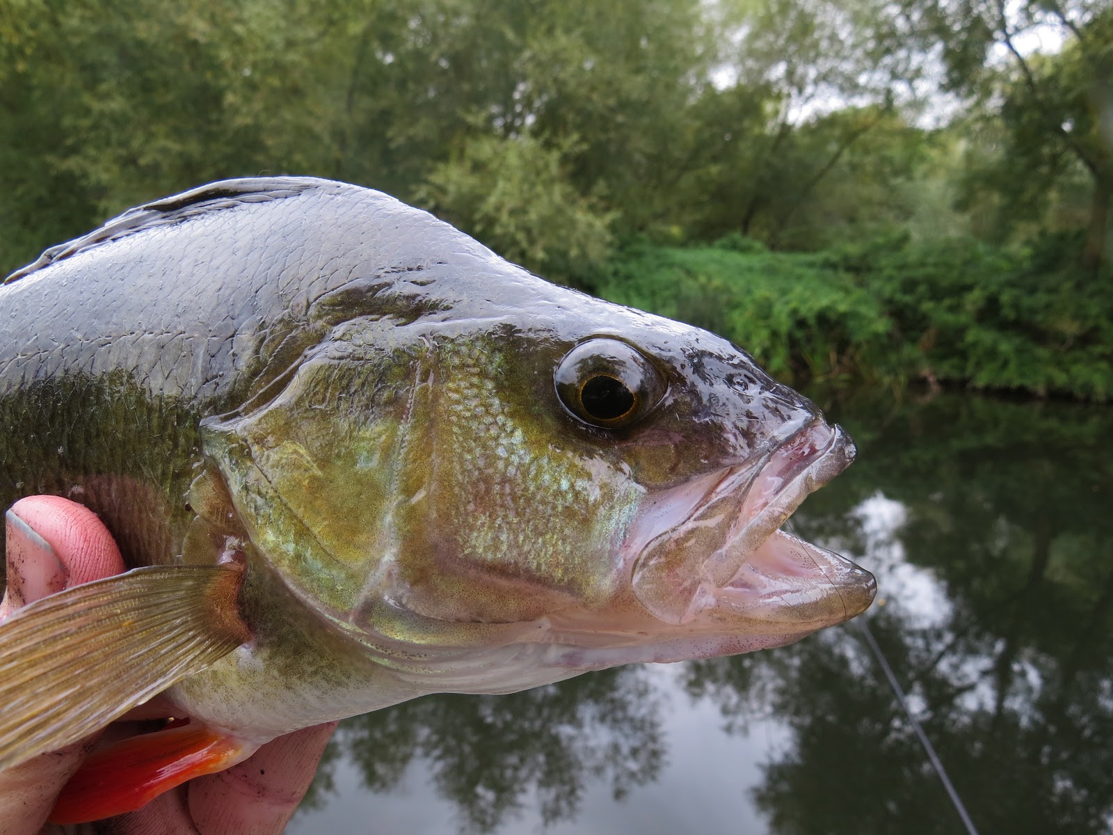 Idler's Quest: Canal Zander & Perch — A Turn for the Worse