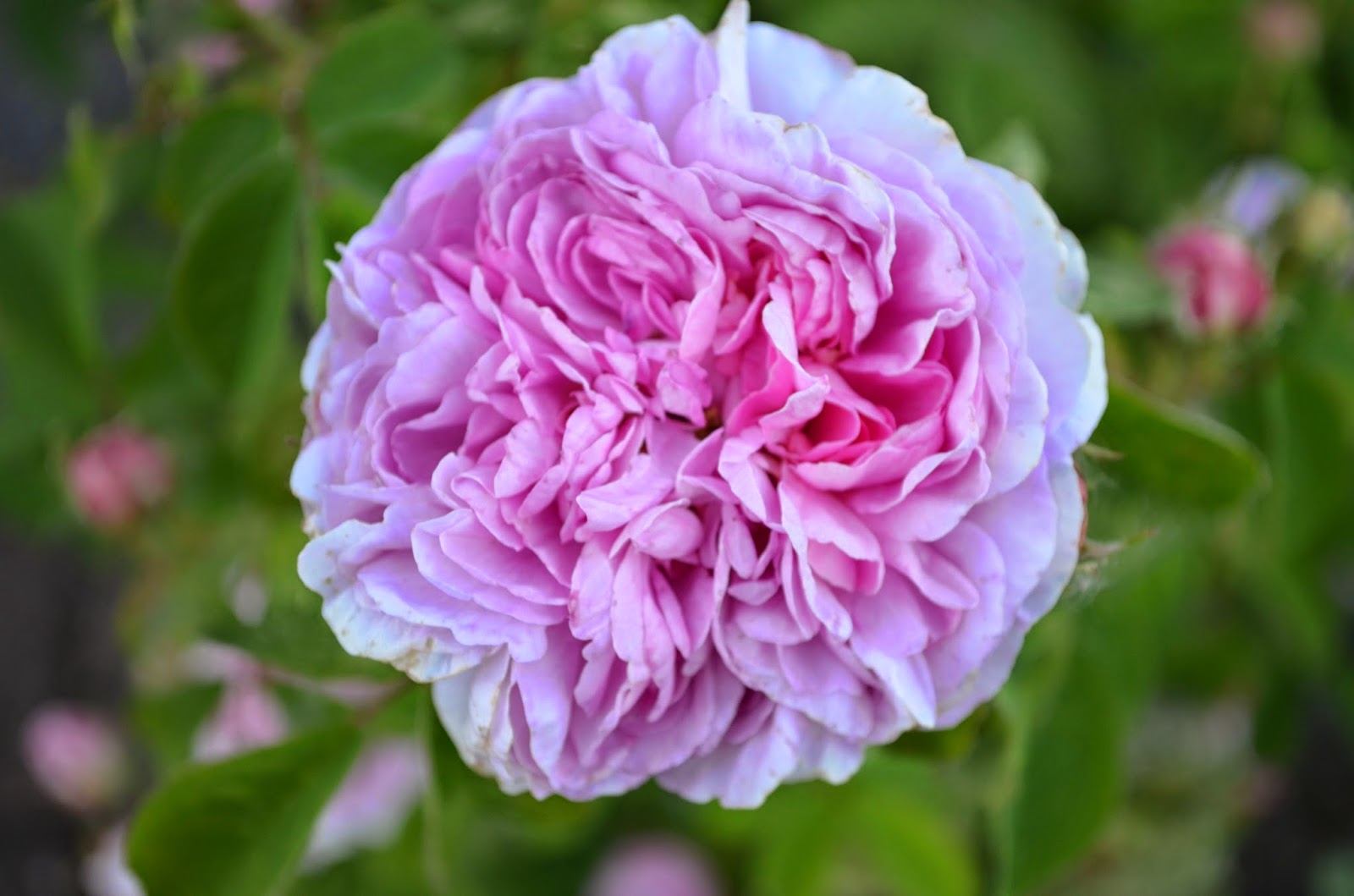 Bonderosen: Gammel rose