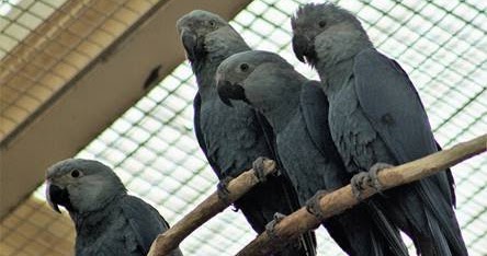 WORLD’S RAREST MACAWS TO DEBUT AT JURONG BIRD PARK