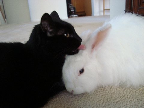 Noahpinion: Rabbit = Good Friend (or, how to take care of rabbits)