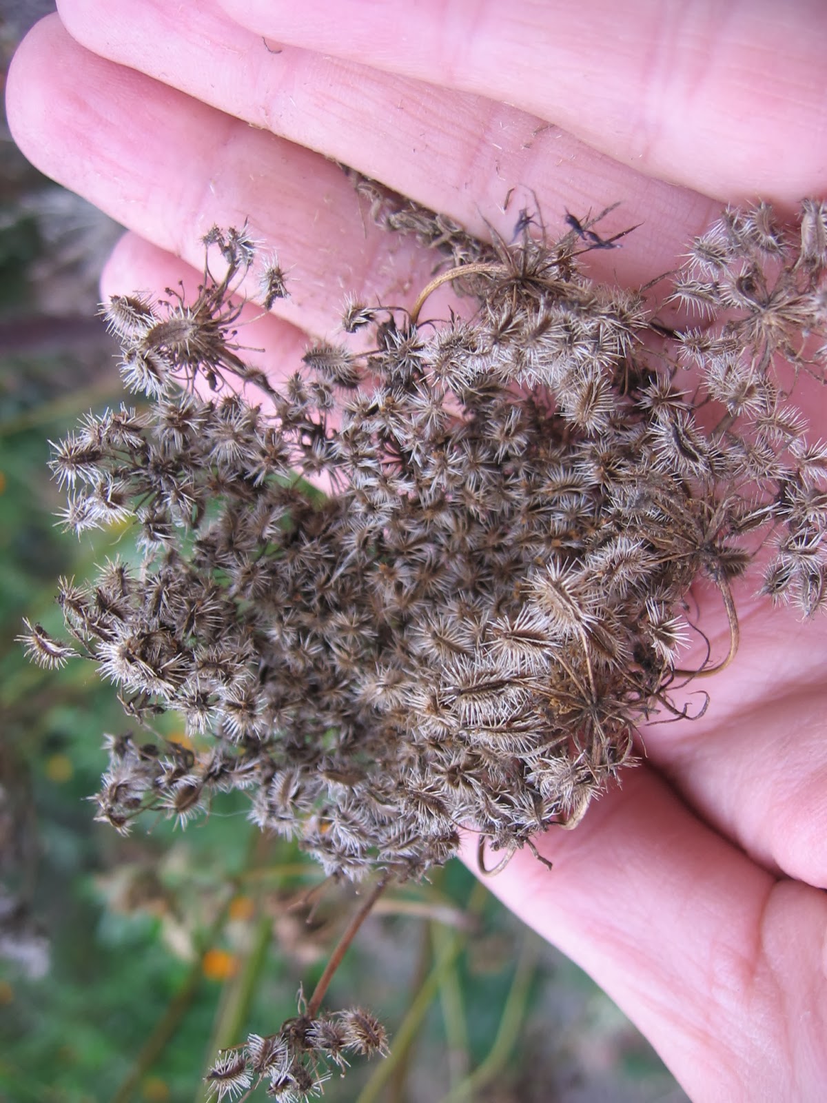 Seminte cultivate cu drag. Seminte Traditionale. Soiuri Romanesti de ...