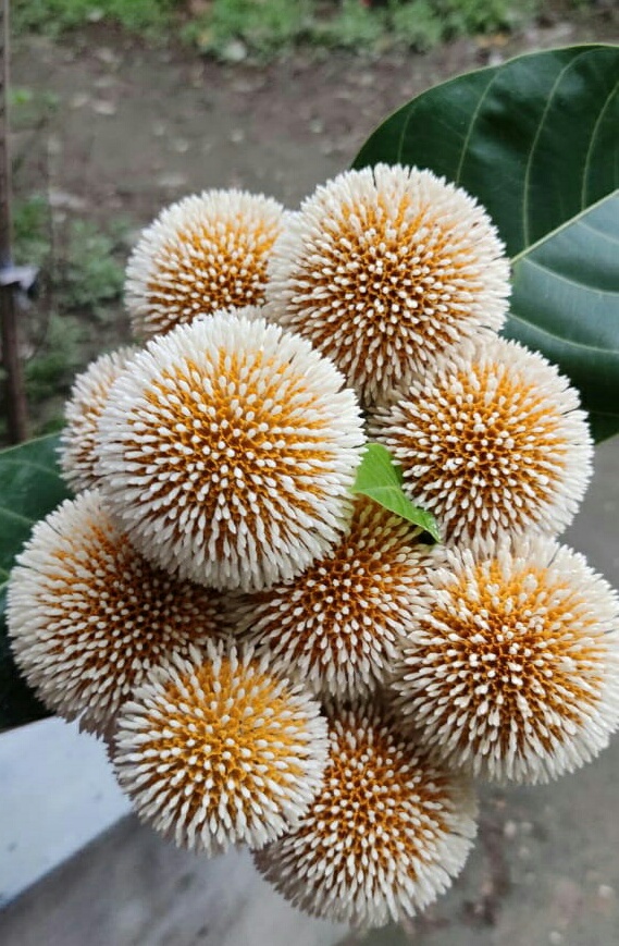 Kadamba Flower (Neolamarckia cadamba)