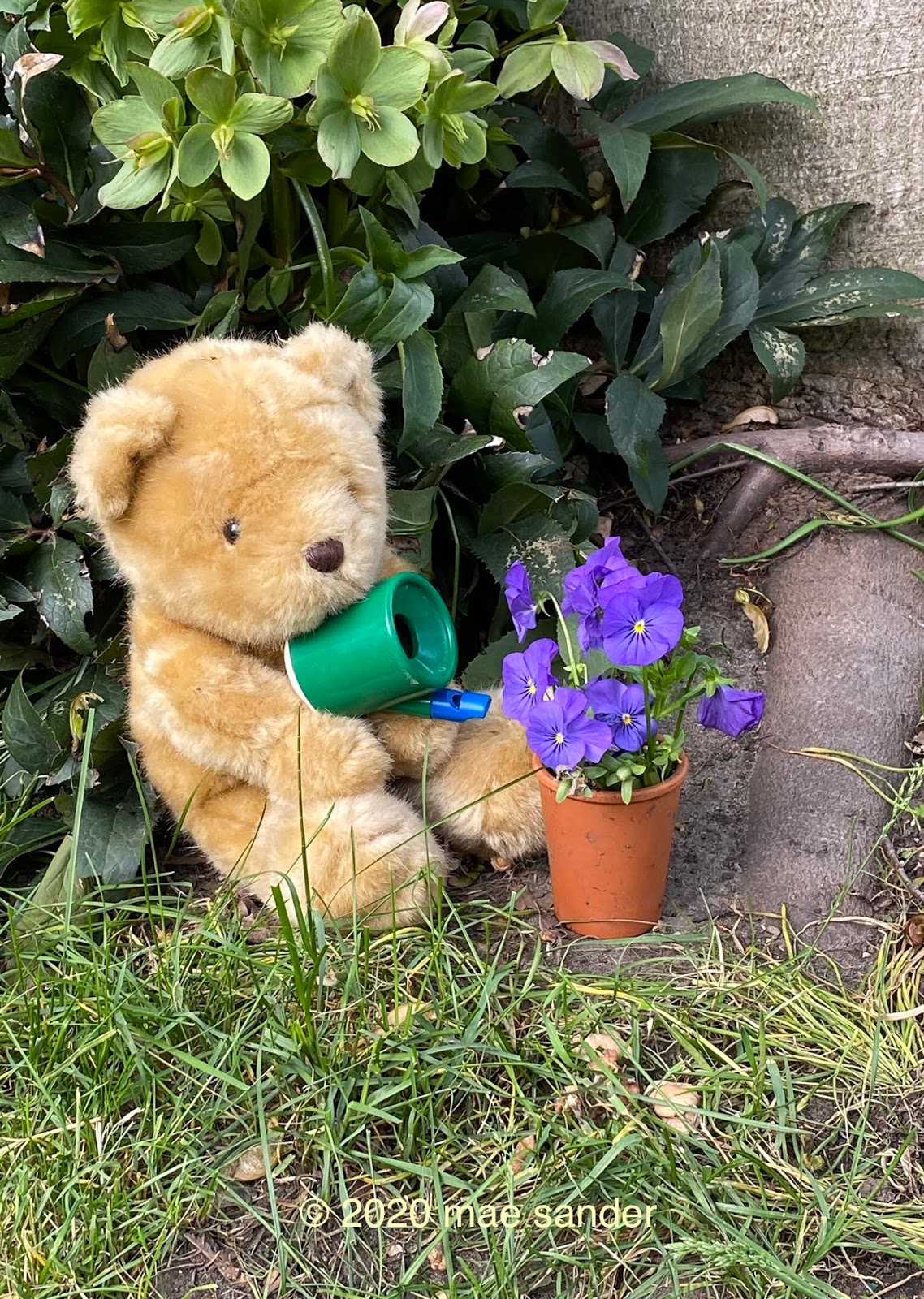 Mae's Food Blog: Kathy’s Bear