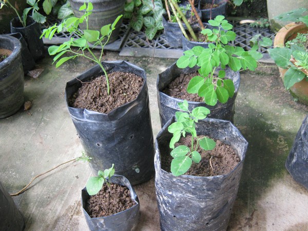 oldleo in a mini village garden: Grow your own moringa trees, make your ...