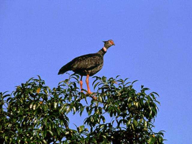 Cultura Guaraní: LEYENDA DEL CHAJA