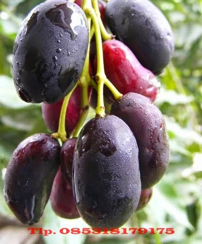 4 Manfaat dan khasiat buah duwet | BOS TANAMAN COM