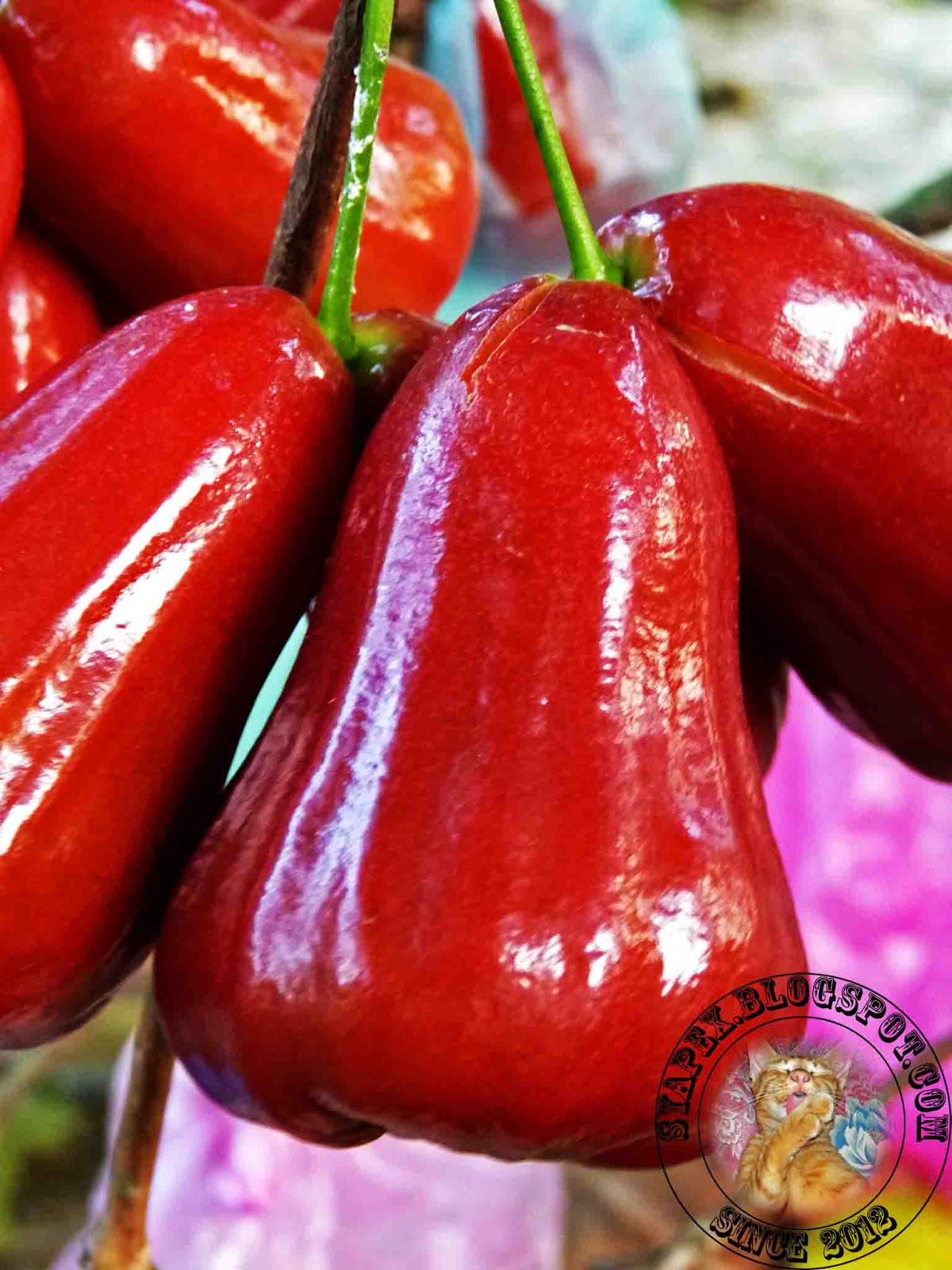 syapex kitchen: Jambu Madu