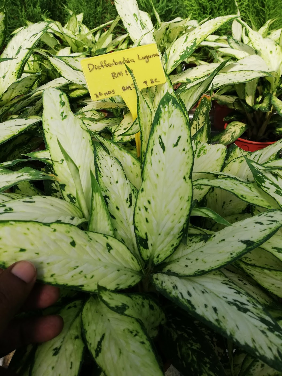 Garden Chronicles of James David: Different Types of Dieffenbachia ...