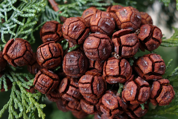 Northwest Conifer Connections: Focus on Port Orford Cedar