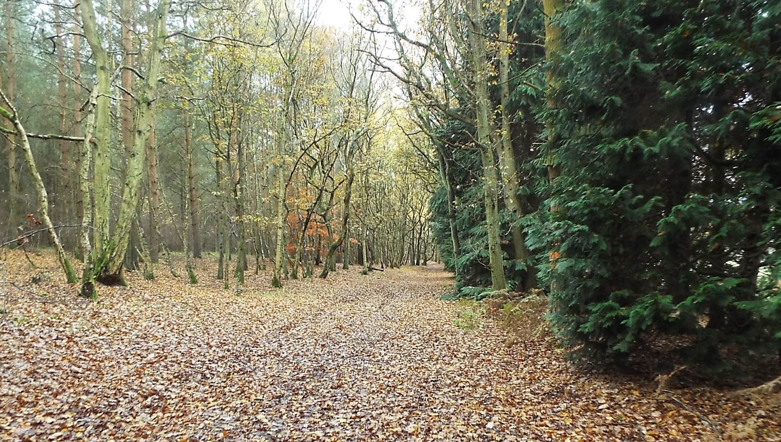 Reinterred: Ramblers Santon Downham Walk