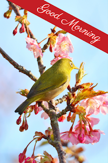 Most Beautiful Birds Good Morning Images