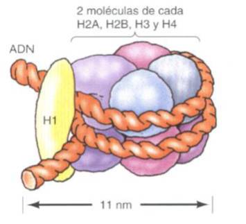 Medicina Estudia: El Núcleo: Ciclo Celular.