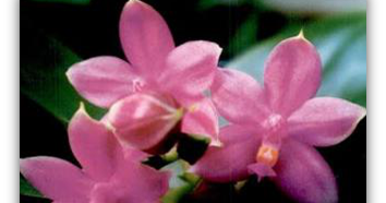 Kesempurnaan bunga | Bentuk mahkota bunga | Bunga simetri beraturan ...