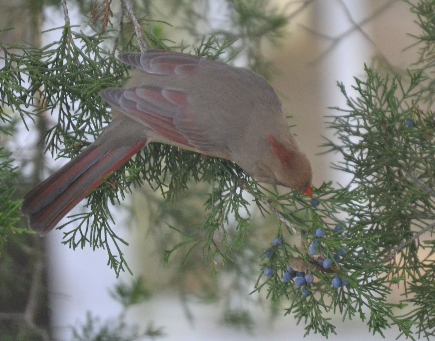 Woods Walks and Wildlife: A Red Cedar Celebration